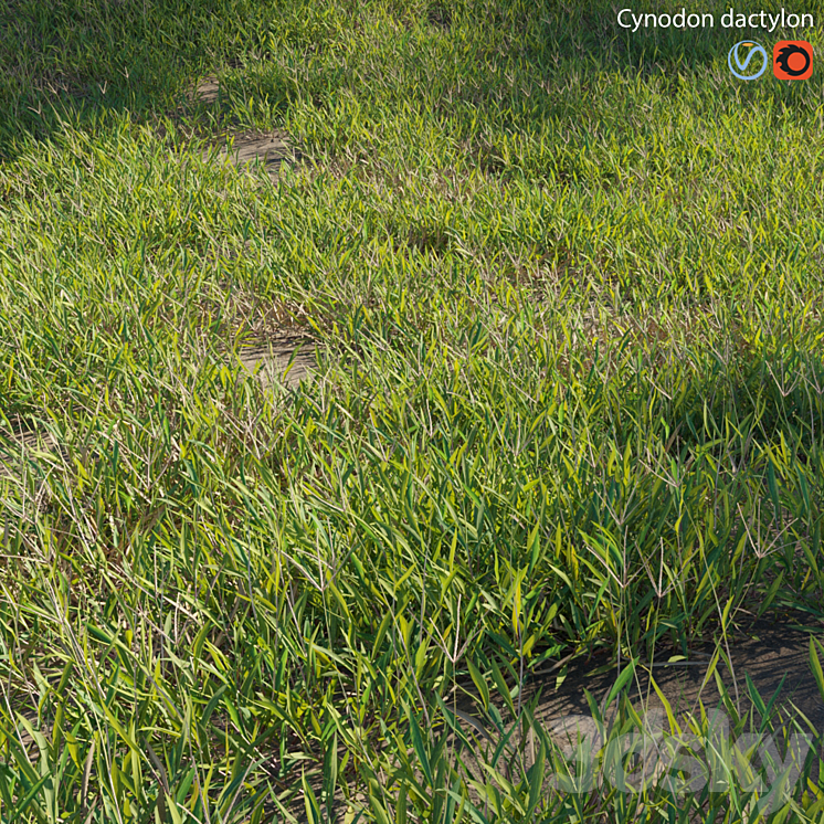 Cynodon dactylon - set 01 - Grass - 3D model