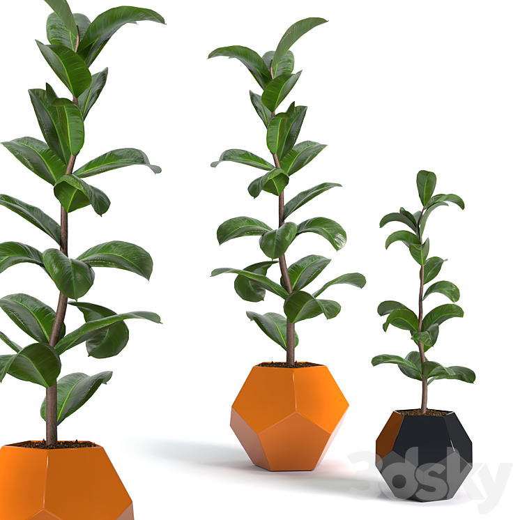 ficus plants - Indoor - 3D model