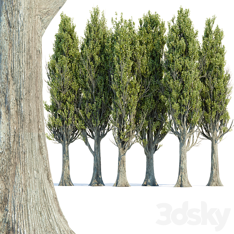 Poplar trees collection vol 145 - Tree - 3D model
