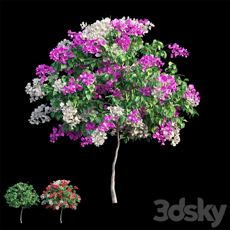 Bougainvillea plant set 54 - Tree - 3D model
