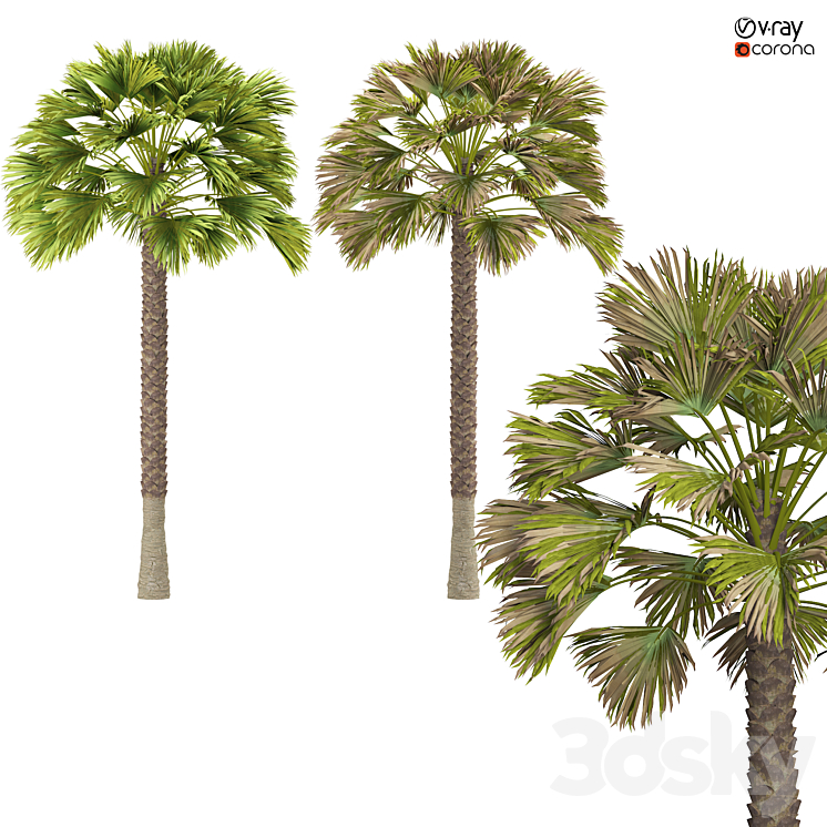 palm trees - Tree - 3D model