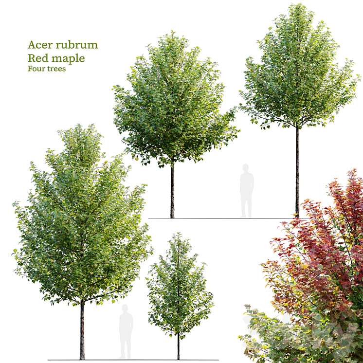 Acer rubrum - Tree - 3D model