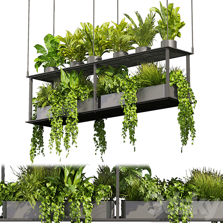 Collection plant vol 439 - hanging - ampelous - palm - - pothos ...