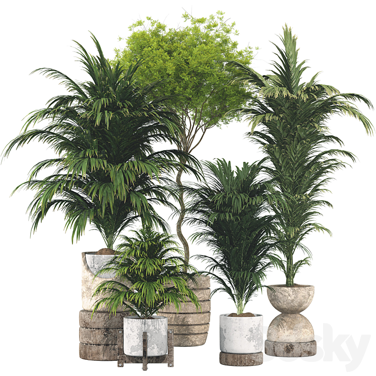Plant Collection Set 77 _ Areca Palm Tree - Indoor - 3D model