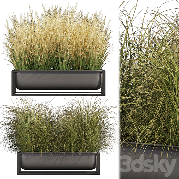Collection plant vol 478 - grass - Switchgrass - Northwind - outdoor ...