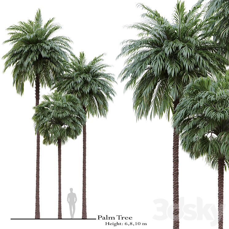 Palm Tree Set 08 - Tree - 3D model