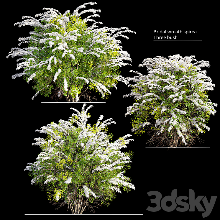 bridal wreath spirea - Bush - 3D model