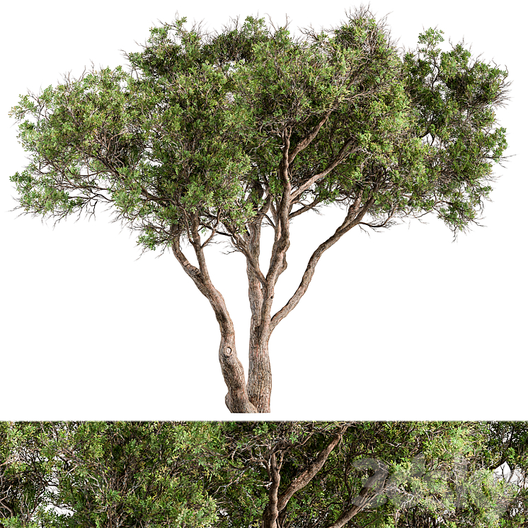 Palatycladus Tree Set 191 - Tree - 3D model