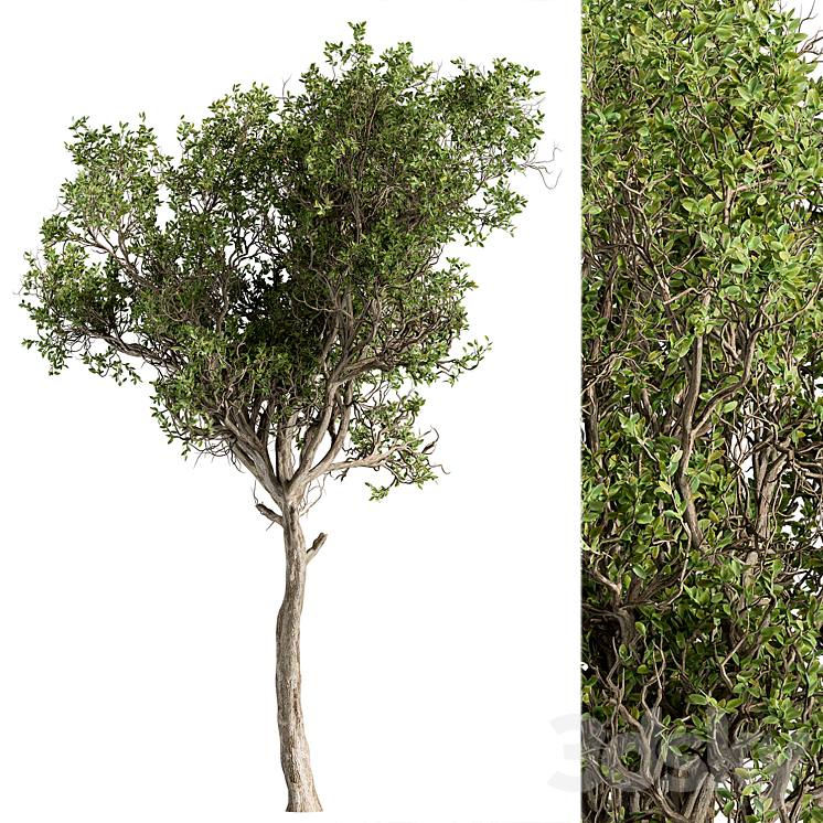 Myrtles Tree Set 206 - Tree - 3D model