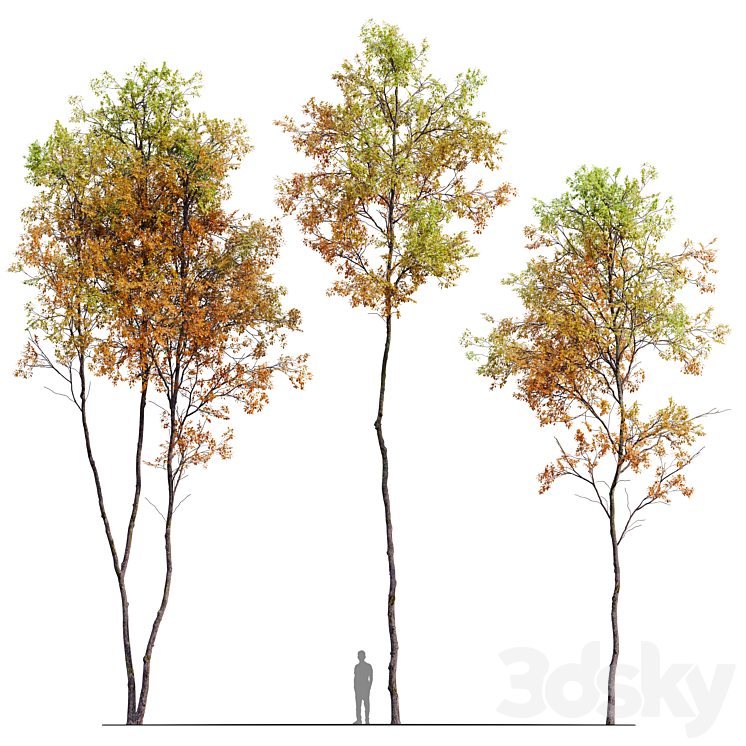 Autumn forest trees 02 - Tree - 3D model