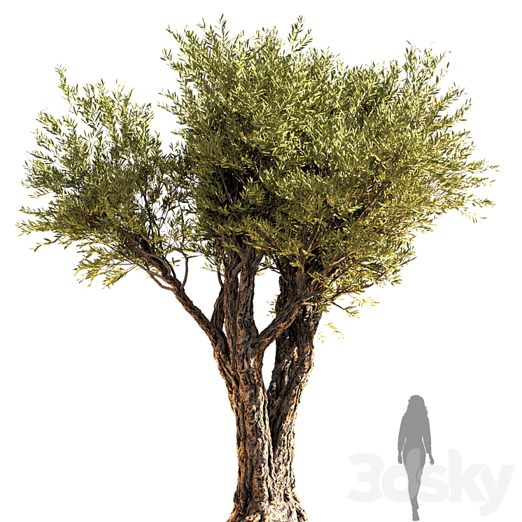 Monterey tree 004 - Tree - 3D model
