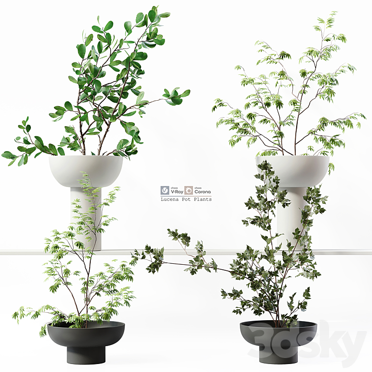 Lucena Pot Plants - Bouquet - 3D model