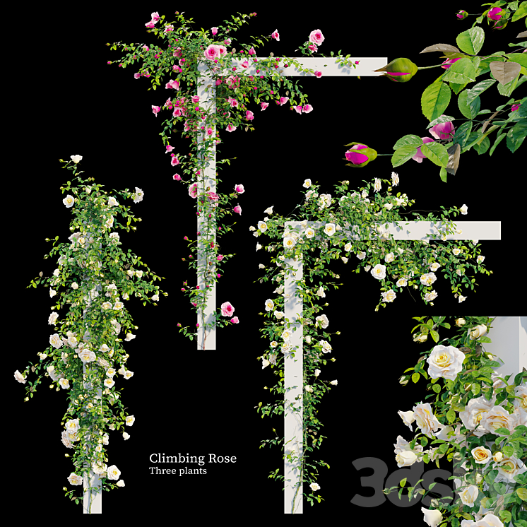 Climbing rose flower - Outdoor - 3D model