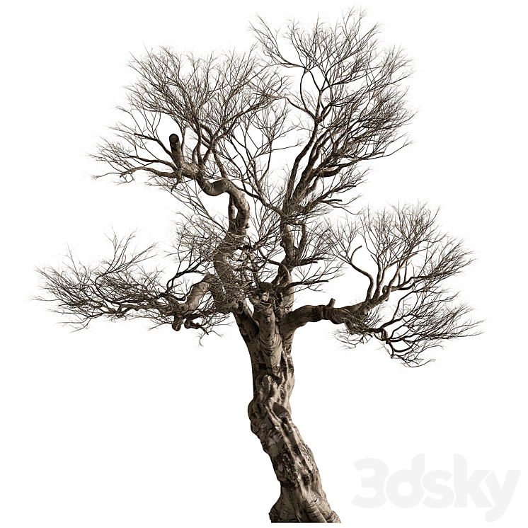 Dry Ola Tree Set 296 - Tree - 3D model