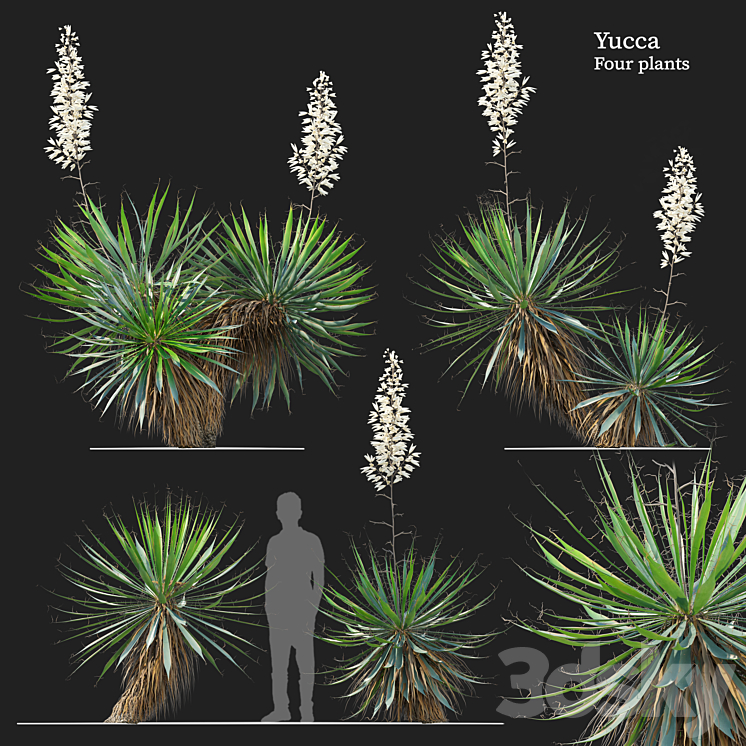 Yucca plant 03 - Outdoor - 3D model