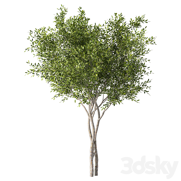Tree No.91 - Tree - 3D model