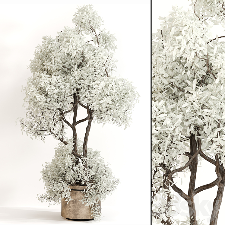 Indoor Plant Set 094 Indoor 3d Model