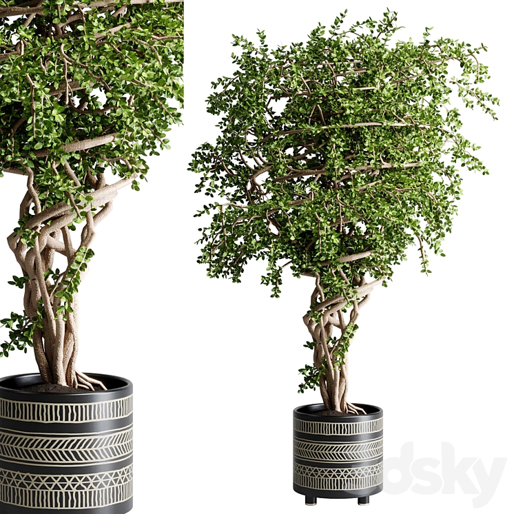 Benjamin tree - indoor plant set 529 - Indoor - 3D model