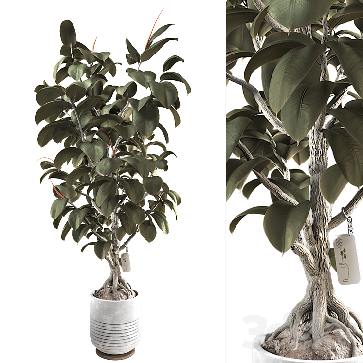 Bonsai Jungle Ficus Elastica Rubber Tree Set 347 - Indoor - 3D model