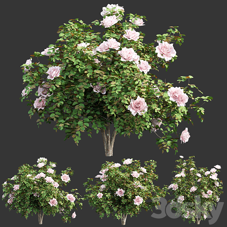Rose bushes collection vol 74 - Bush - 3D model