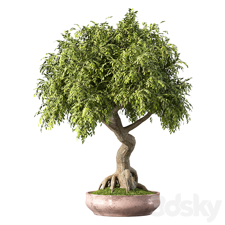 Bonsai Tree Set.174 - Indoor - 3D model