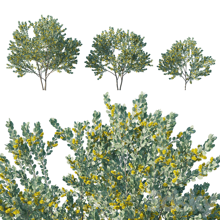 Acacia podalyriifolia tree - Bush - 3D model