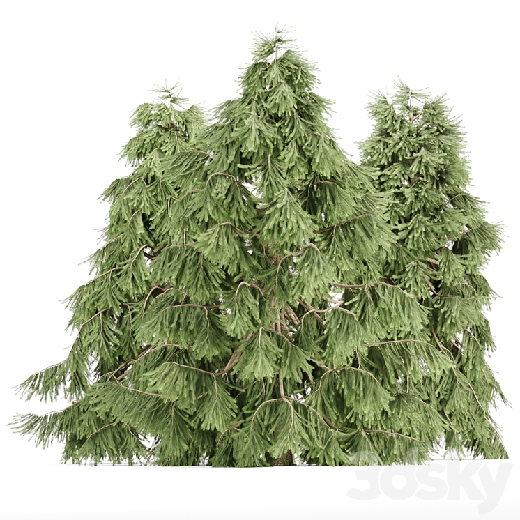Weeping White Spruce vol 279 - Tree - 3D model
