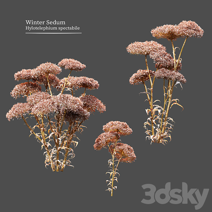 Sedum plant - Bush - 3D model