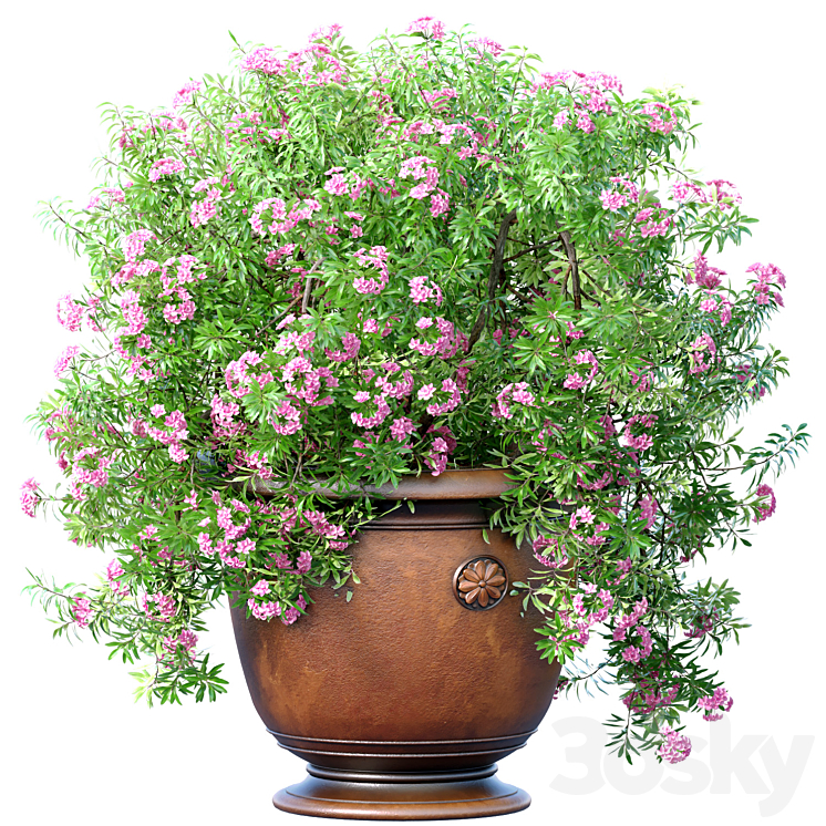 Flowerbed,bouquet,Oleander bush,shrub,plant with lilac flowers in a ...