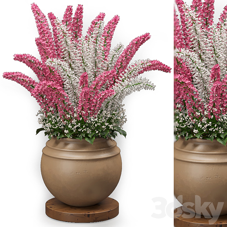 Calluna vulgaris in a Clay Pot 81 - Indoor - 3D model