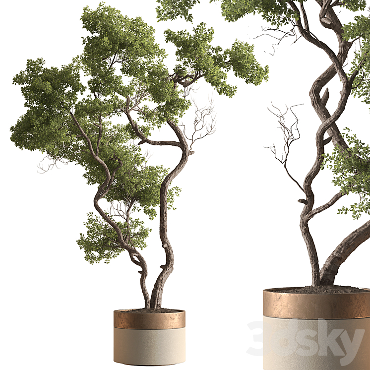 Indoor Plant 849 - Cinnamons Tree - Indoor - 3D model