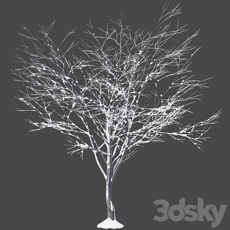 Acer winter - Tree - 3D model