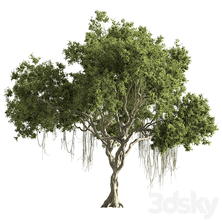 Chinese Oak Tree Set 378 - Tree - 3D model
