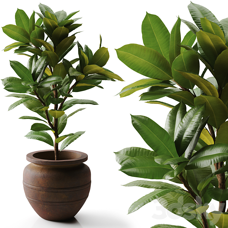 Ficus Elastica Plant - Indoor - 3D model