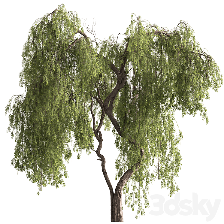 Babylon Willow Tree Set 377 - Tree - 3D model