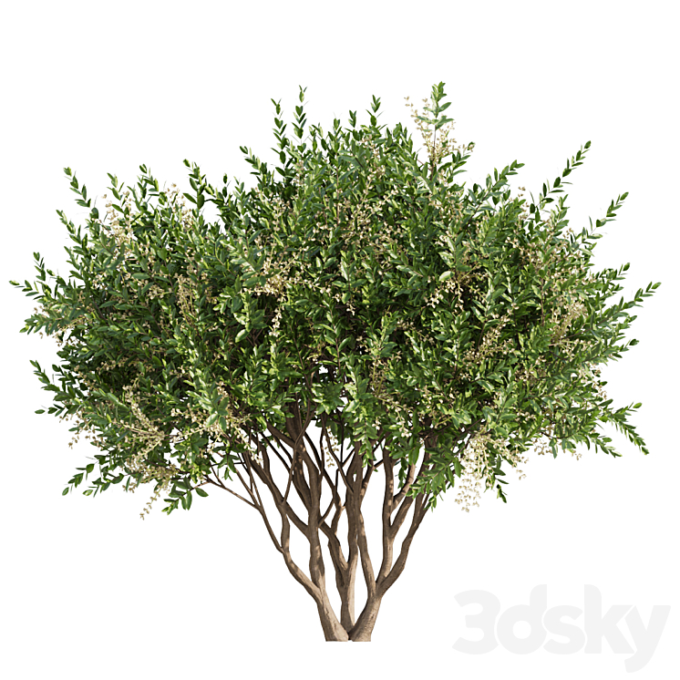 Tree Set 08-Acacia - Tree - 3D model
