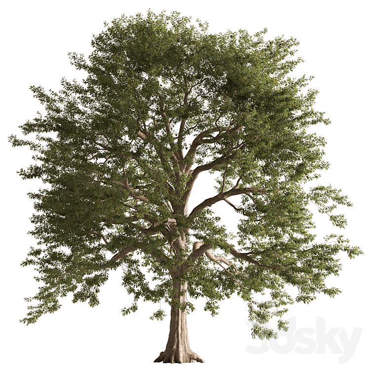 White Seringa Tree 388 - Tree - 3D model