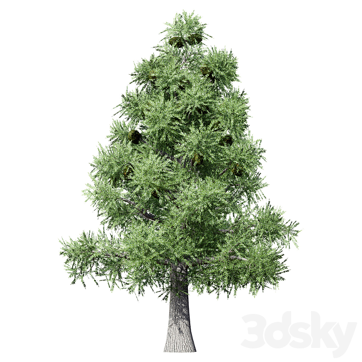 Australian Bunya Pine Trees - Tree - 3D model