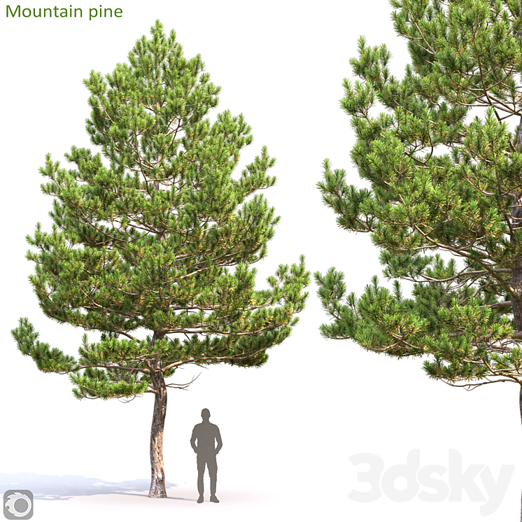 Mountain pine - Tree - 3D model