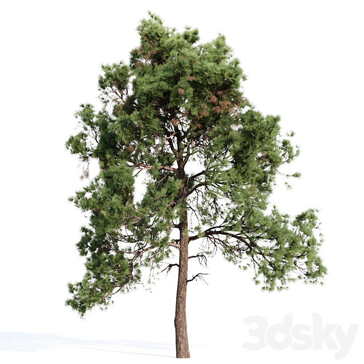 Spruce Pine Tree Set 015 - Tree - 3D model