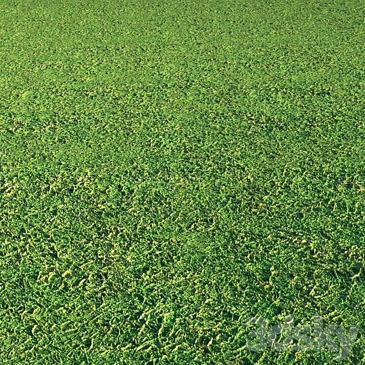 Grass texture seamless pbr 130 4k - Natural materials - 3D model
