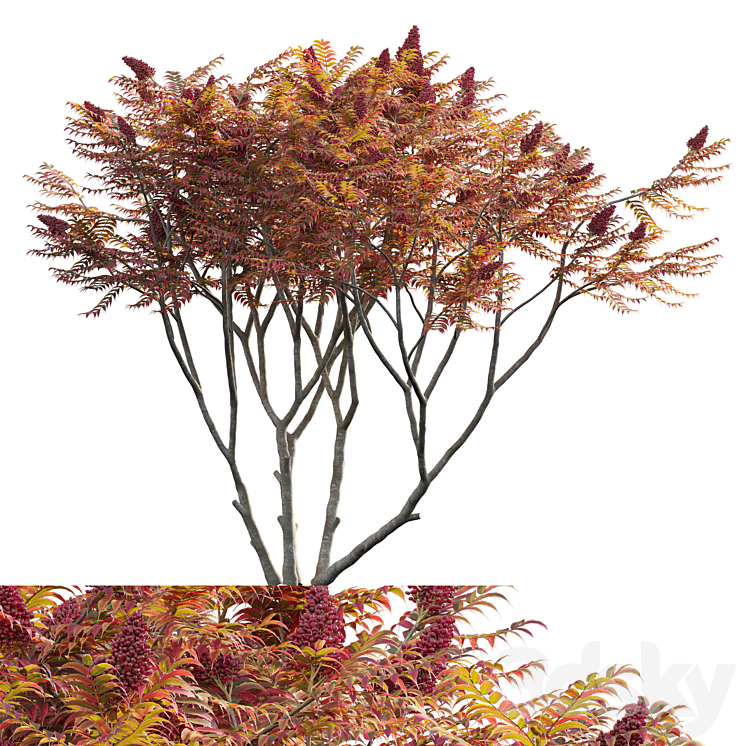 Rhus typhina - Staghorn Sumac 06 - Bush - 3D model