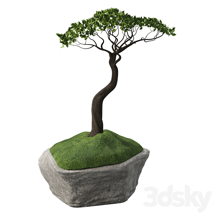 Japan room tree - Indoor - 3D model