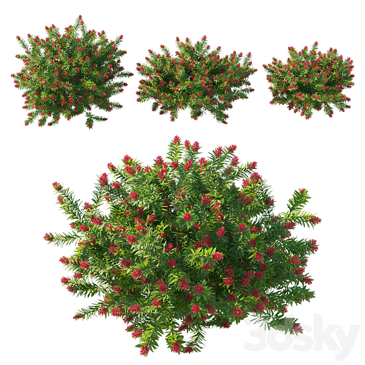 Callistemon citrinus Little John bush - Bush - 3D model