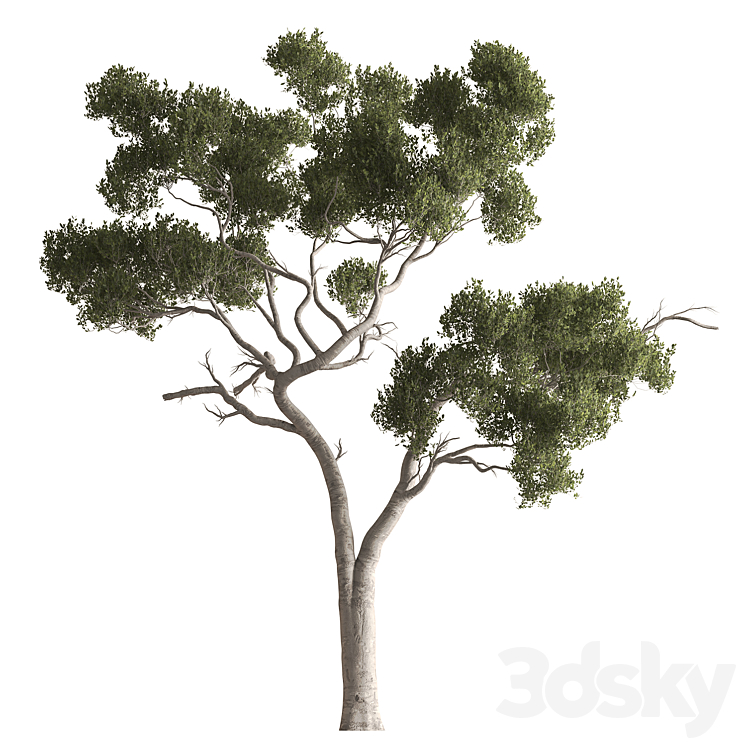 Ghost Gum - Tree 412 - Tree - 3D model