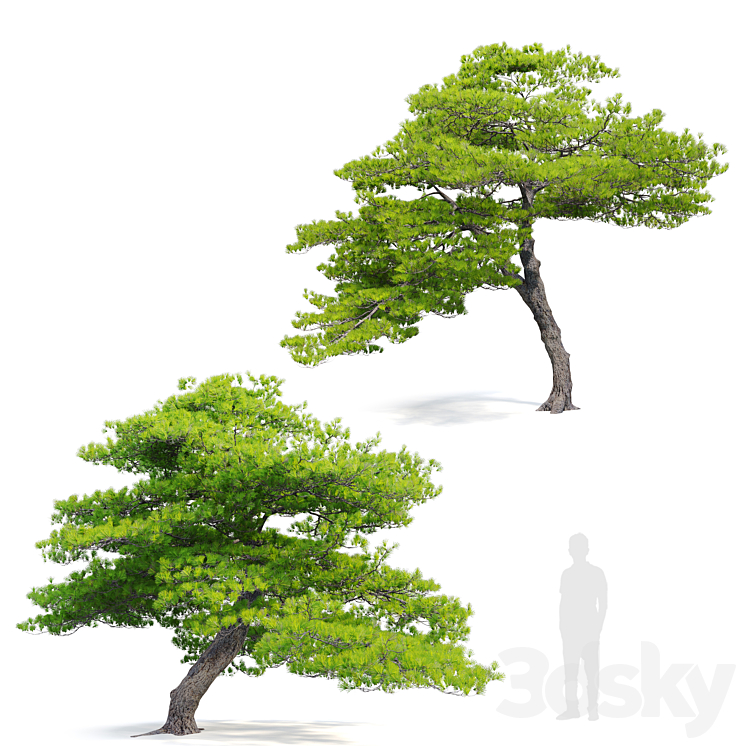 Pinus parviflora 03 - Tree - 3D model