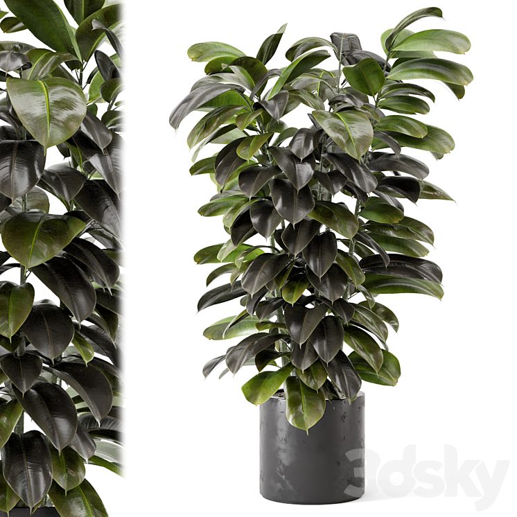 Indoor Ficus Plants Black Pot_Set 3302 - Indoor - 3D model
