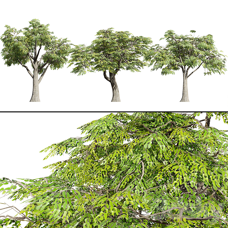 South African Mopane Tree 3D Model - Tree - 3D model