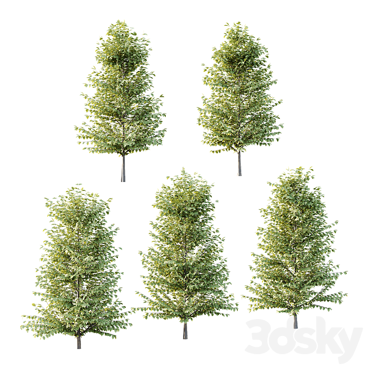 Fagus Grandifolia Tree 04 - Tree - 3D model