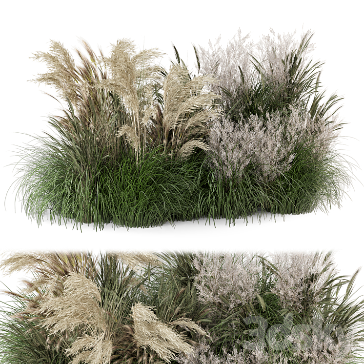 Outdoor Pampas Plants Bush_Bush Set 3738 - Bush - 3D model